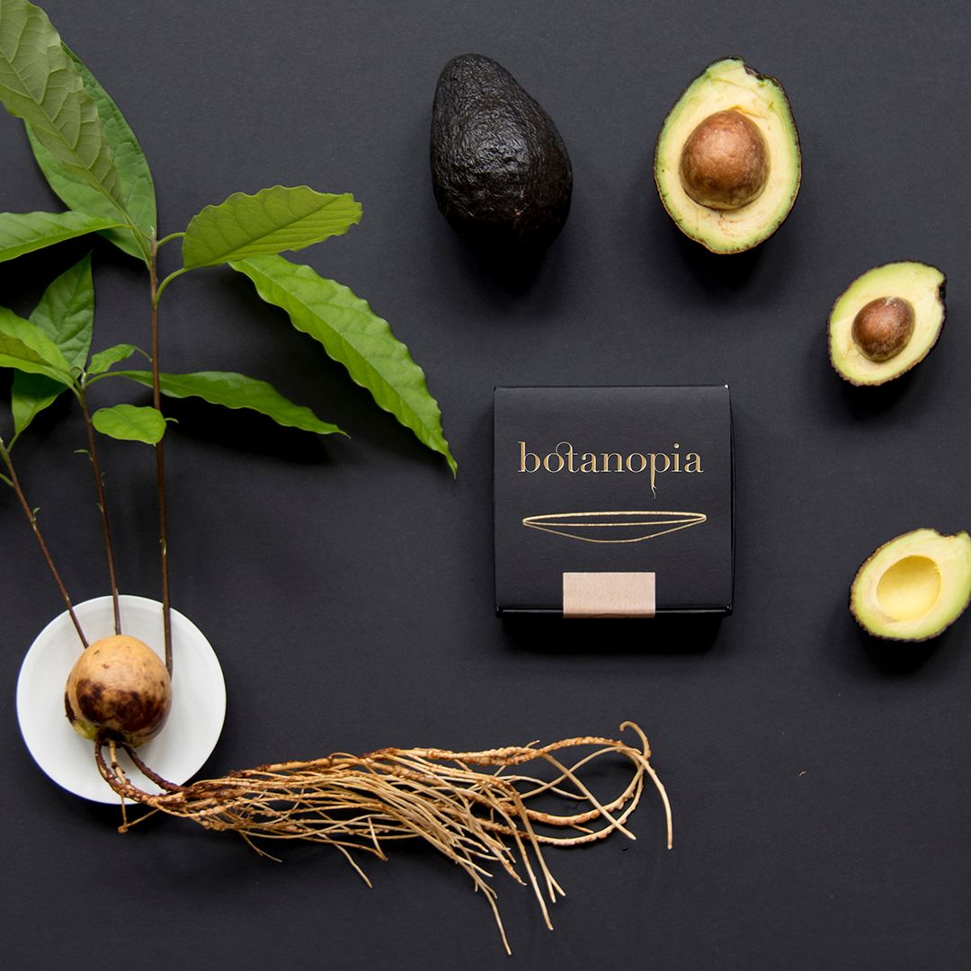 Everything you need to know about growing avocado pits - Botanopia ...