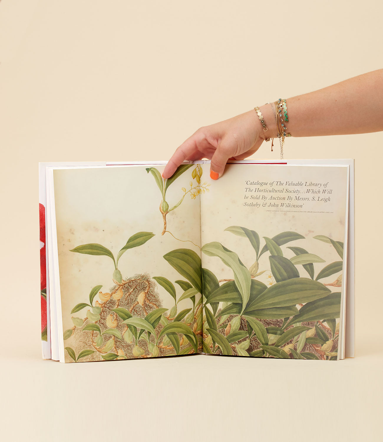 John Reeves - Pioneering Collector of Chinese Plants and Botanical Art ...